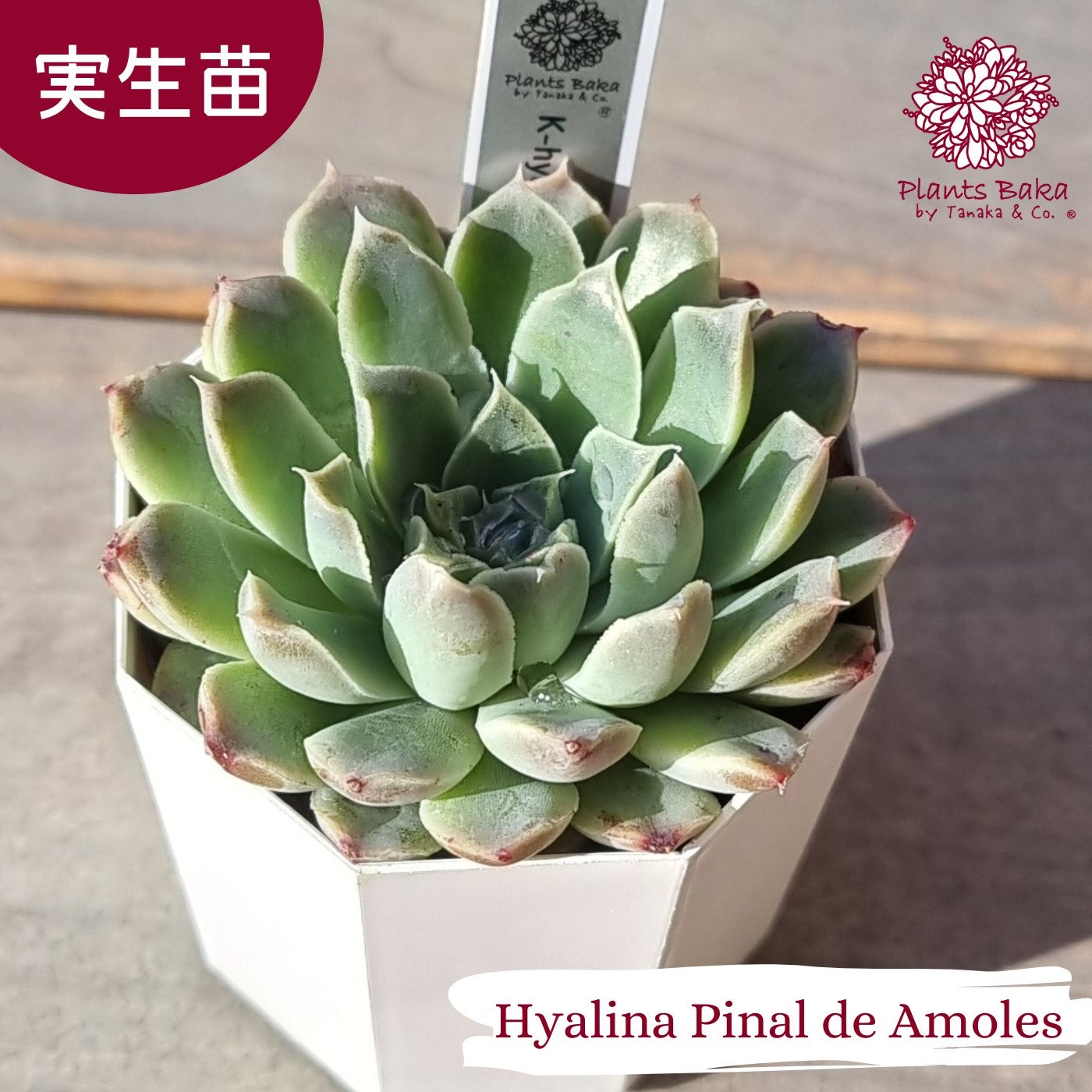 K -hyalina Pinal de Amoles | Plants Baka - Online Shop