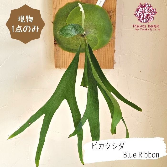 P. Blue Ribbon #2 | Plants Baka - Online Shop