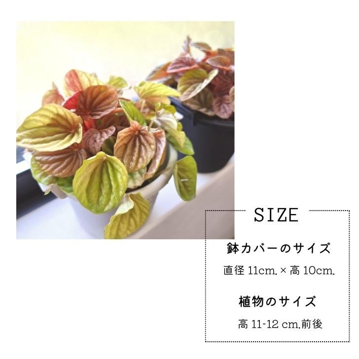 sim) ペトベド (stuart 豊前江